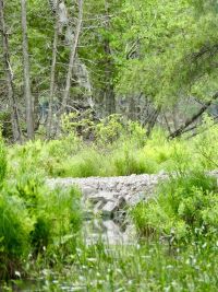 Causeway on Southwest Shore – Otty Lake Association