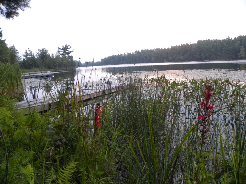 Shoreline Naturalization – Otty Lake Association