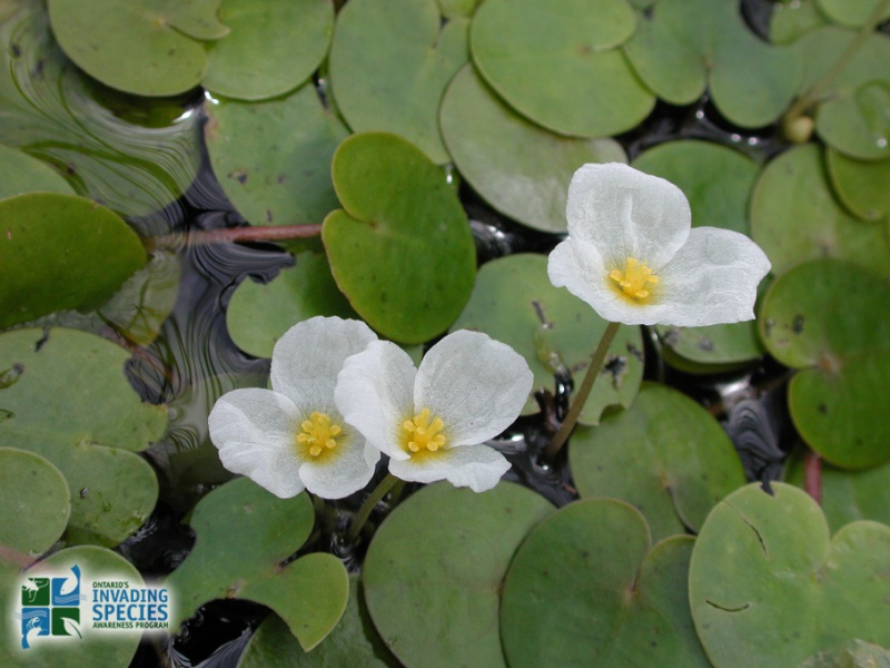 Invasive Species – Otty Lake Association