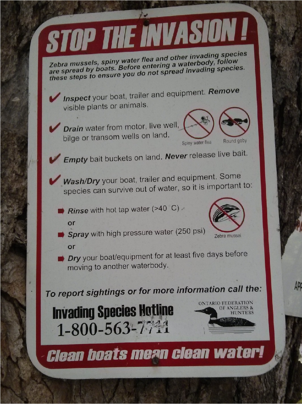 Invasive Species – Otty Lake Association