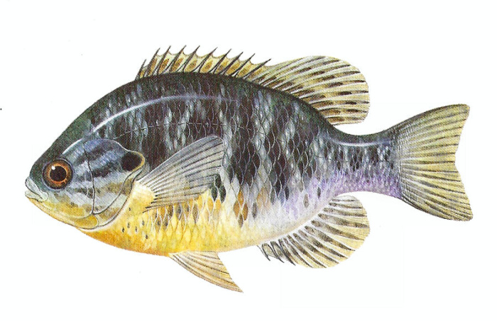 Fish Of Otty Lake – Otty Lake Association